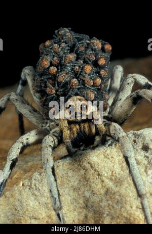 Female wolf spider carrying baby spiderlings on her back Stock Photo ...