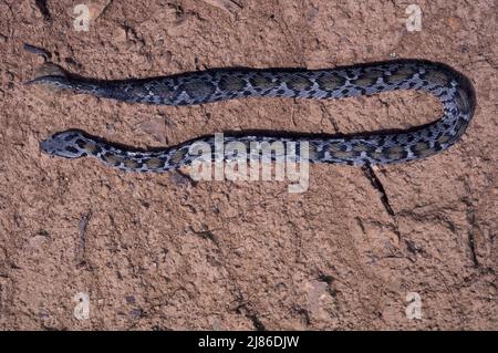 Wagner's mountain viper Stock Photo - Alamy