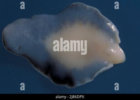 The liver fluke fasciola hepatica Stock Photo - Alamy