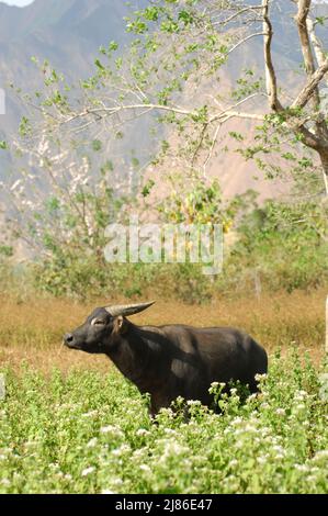 Tamaraw (Bubalus mindorensis Stock Photo - Alamy