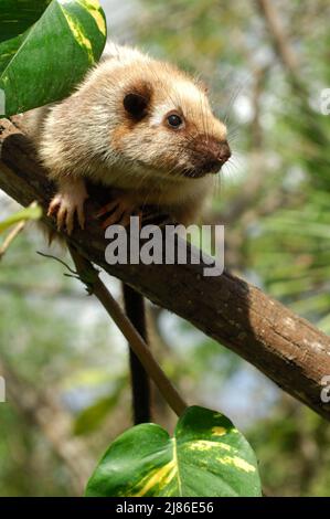 Northern Luzon Giant Cloud Rat (Phloeomys pallidus), single juvenile ...