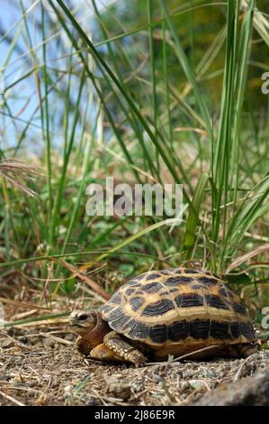 Spider Tortoise (Pyxis arachnoides). Southern Madagascar. Endemic Stock ...