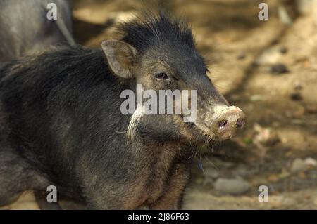 Philippine warty pig (Sus philippensis Stock Photo - Alamy