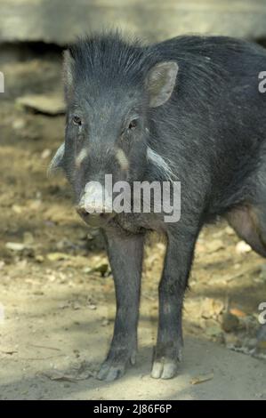 Philippine warty pig (Sus philippensis Stock Photo - Alamy