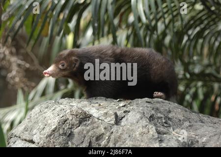 Palawan stink badger (Mydaus marchei Stock Photo - Alamy