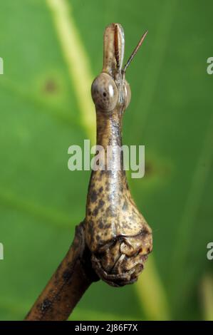 Portrait of Locust-stick insect French Guiana Stock Photo - Alamy