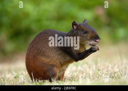 Red-rumped Agouti on the ground in the rainforest of Guyana Stock Photo ...