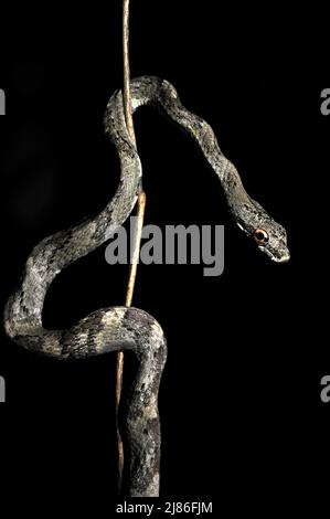 Puffing Snake (Pseustes poecilonotus), French Guyana Stock Photo - Alamy