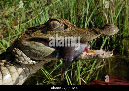 Spectacled Caiman eating fish French Guiana Stock Photo - Alamy