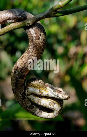Puffing Snake (Pseustes poecilonotus), French Guyana Stock Photo - Alamy