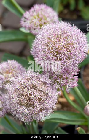 Allium Party Balloons Flowers Stock Photo - Alamy