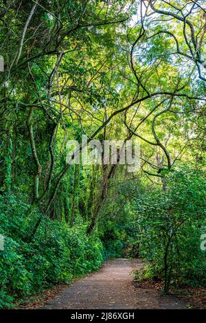 Path through the rainforest in the hills of the city of Rio de Janeiro ...