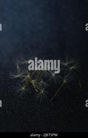 Heap of fluffy dandelion flower seeds on pink tabble Stock Photo - Alamy