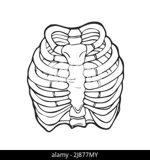 Doodle Illustration of human rib cage. Line art style. Boho vector ...