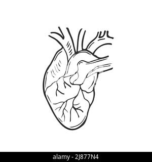 Human heart. Anatomical realistic heart, line art, vector illustration ...