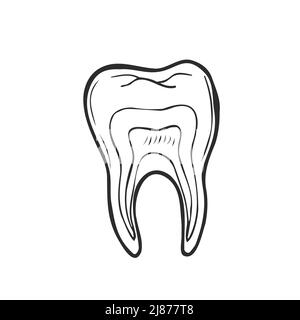 Hand Drawn Symbol of Premolar Tooth - Doodle Vector Hatch Icon Stock ...