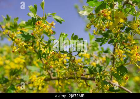 blackcurrant bush blooming in spring yellow flowers Stock Photo - Alamy