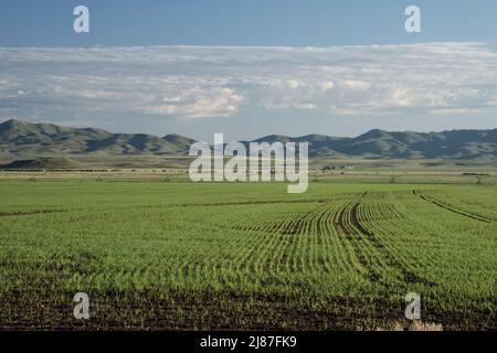 Field of new grain on the Camas Prairie, Fairfield, Idaho, USA Stock ...