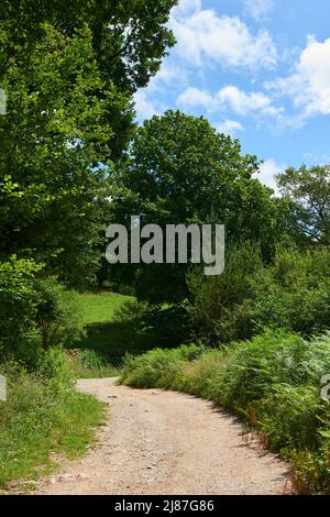 A nice picture of a forest road surrounded by thick vegetation Stock ...