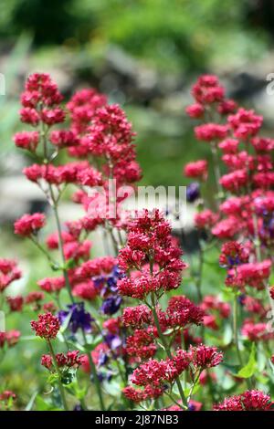 Rote Bluhende Pflanze