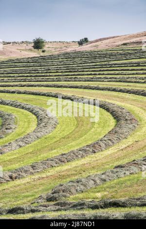 Hay in windrows, Melba, Idaho, USA Stock Photo - Alamy