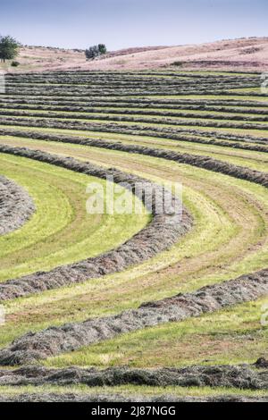 Hay in windrows, Melba, Idaho, USA Stock Photo - Alamy