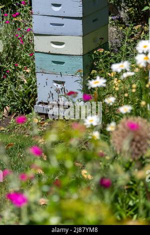 Active bee hives surrounded by colourful wildflowers Stock Photo - Alamy