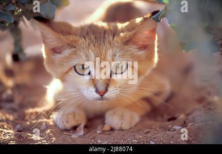 Sand cat (Felis margarita), wild cat native to the sandy and stony ...