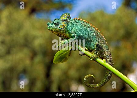 African or sahel chameleon (Chamaeleo africanus) digging his hole Stock ...