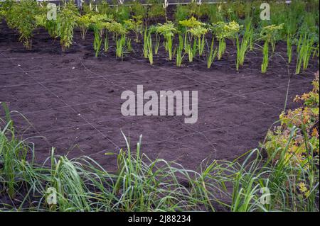Landscaping. A lined plot of land for planting ornamental plants Stock ...