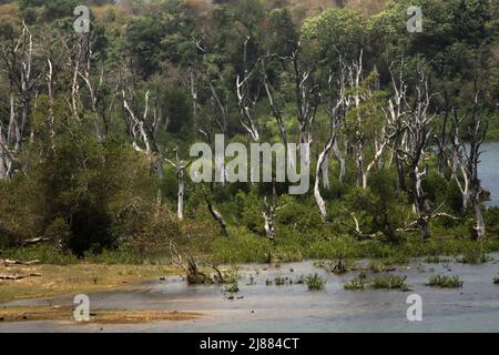 Dry coastal forest in Ratenggaro, an indigenous village located in Umbu ...