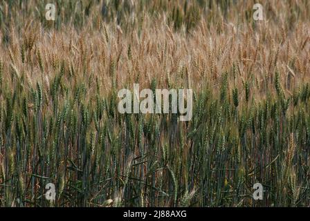 Historic Farm and Homestead at Olmstead Place State Park, Washington ...