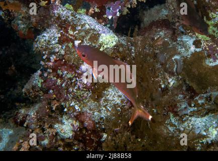 Suez Fusiliers (Caesio suevica) in the Red Sea, Egypt Stock Photo - Alamy