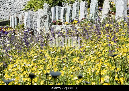 Spring flowers in Seewis Cemetery, Prättigau, Graubünden Canton ...