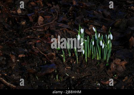 Snowdrop buds pushing up through leaf litter Stock Photo - Alamy