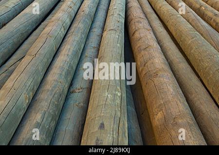 weathered tree trunks and boles log, stacked, background Stock Photo ...