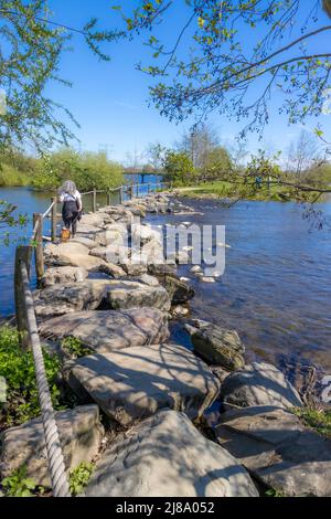 Brug Molenplas, stepping stones, mature tourist with her dachshund ...