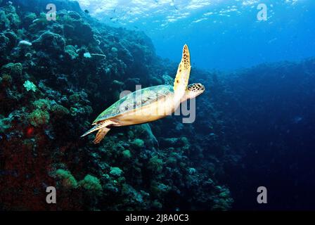 Green sea turtle at Ulong Channel, Palau, Micronesia Stock Photo - Alamy