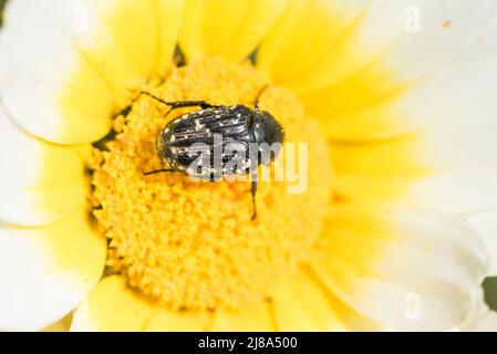 Feeding Middle-East Flower Scarab (Oxythyrea cinctella) - white lines ...