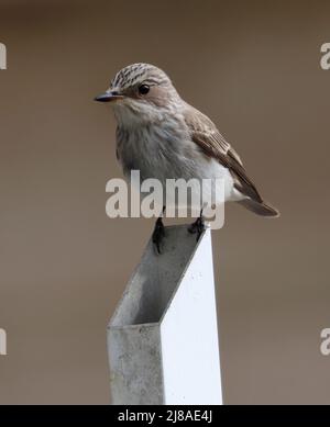 Spotted Flycatcher at S'albufera Majorca Stock Photo - Alamy