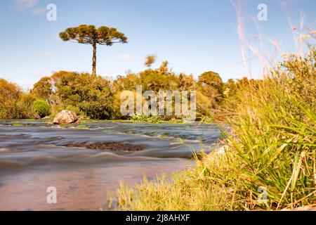 River with vegetation, rocks and Araucaria tree, Cambara do Sul, Rio ...