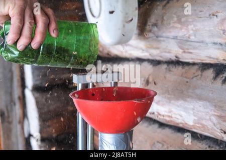 A man blows nuts from small debris using a DIY device to extract cedar ...