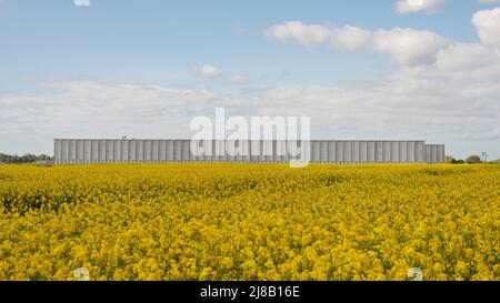 Landscape with yellow blooming raps field, agriculture in spring ...