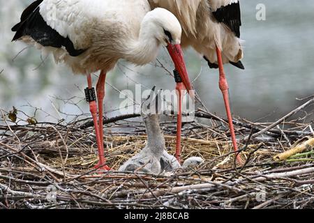 Stork parents and their babies sit in their nest on a power pole near ...
