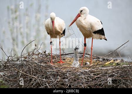 Stork parents and their babies sit in their nest on a power pole near ...