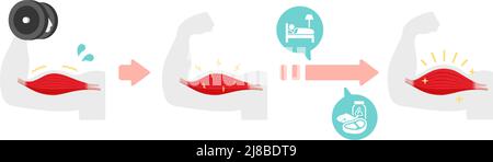 Mechanism of muscle growth ( supercompensation ). Vector illustration ...