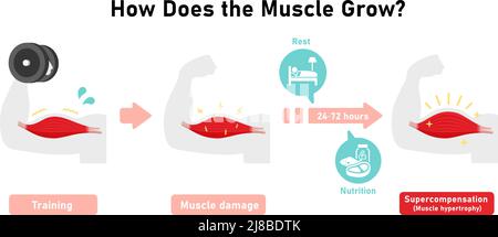 Mechanism of muscle growth ( supercompensation ). Vector illustration ...