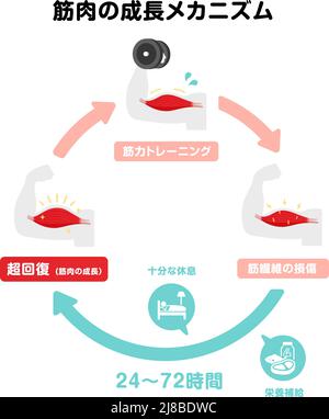 Mechanism of muscle growth ( supercompensation ). Vector illustration ...