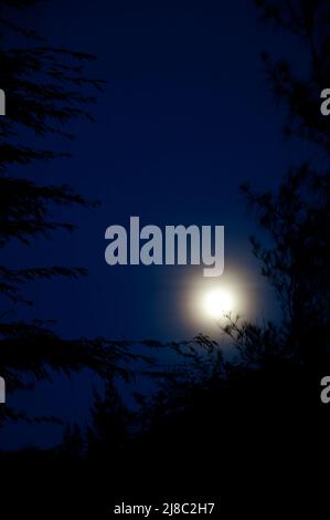 Full moon over the trees at nigt. Langue de Barbarie National Park ...
