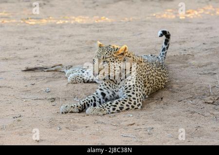 Leopard relaxing at Okonjima Nature Reserve, Namibia, Africa Stock ...